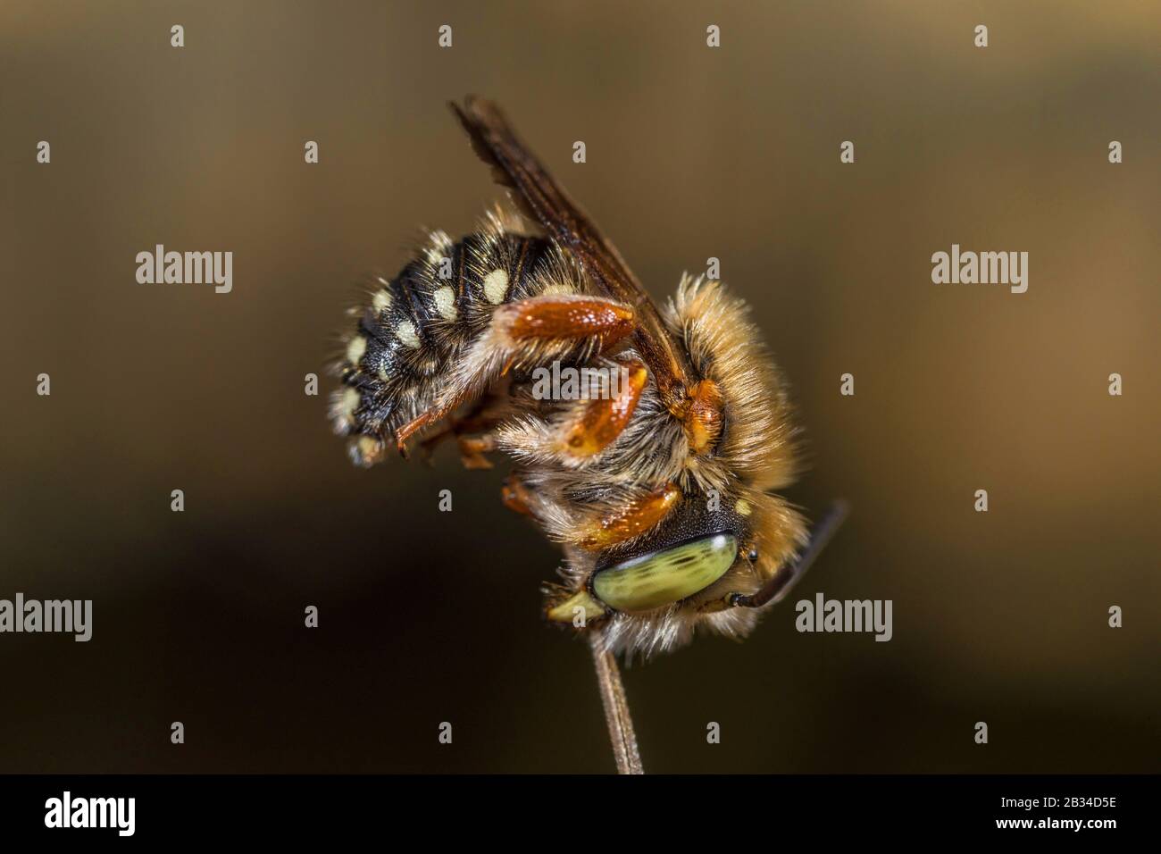 Leaf-cutter bee (Anthidium punctatum), collectes specimen, spiked ...