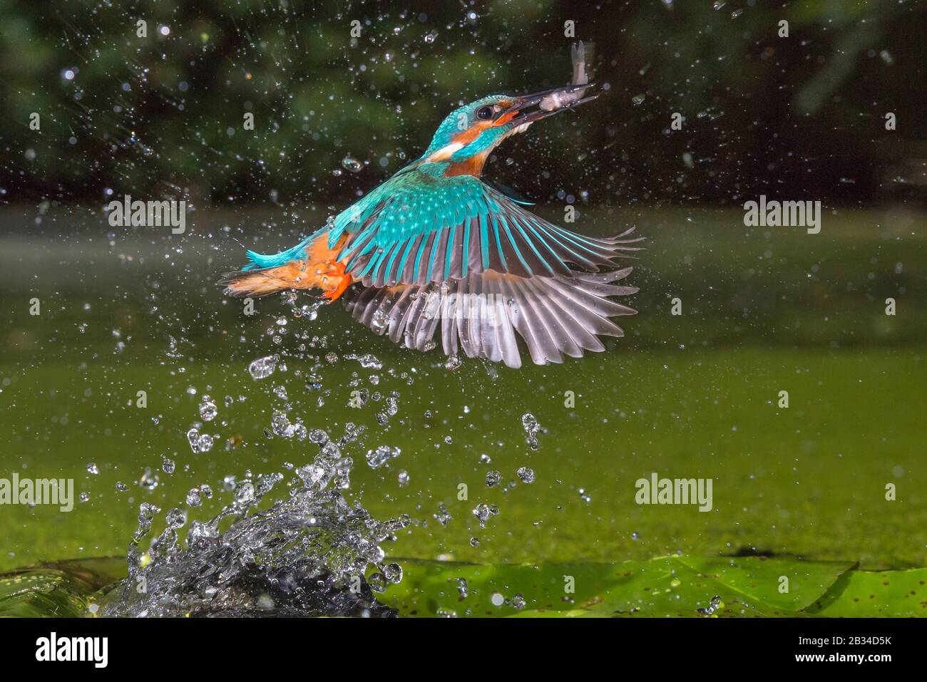 river kingfisher (Alcedo atthis), hunting, leaving the water with prey ...