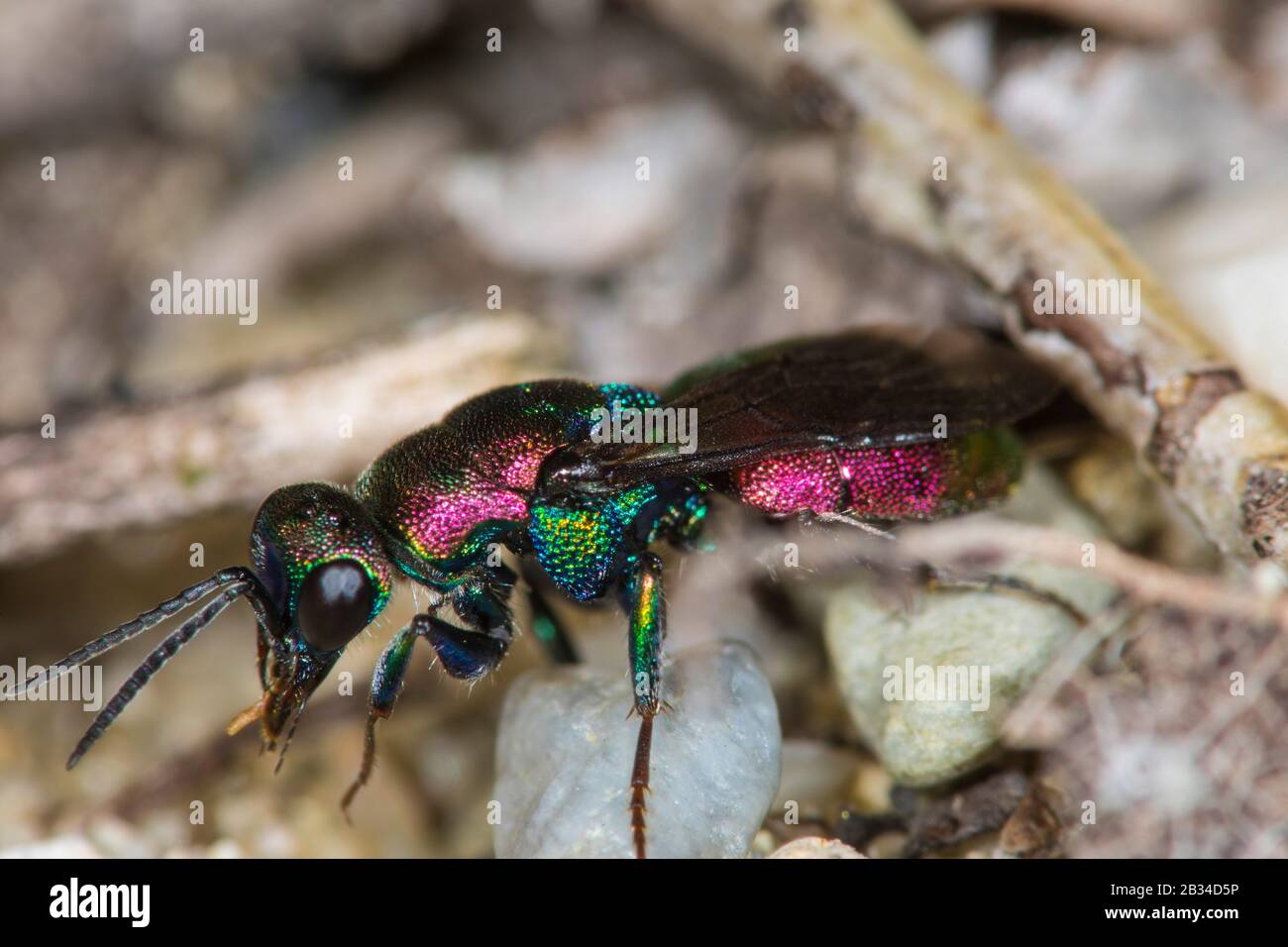 Gold insects hi-res stock photography and images - Alamy