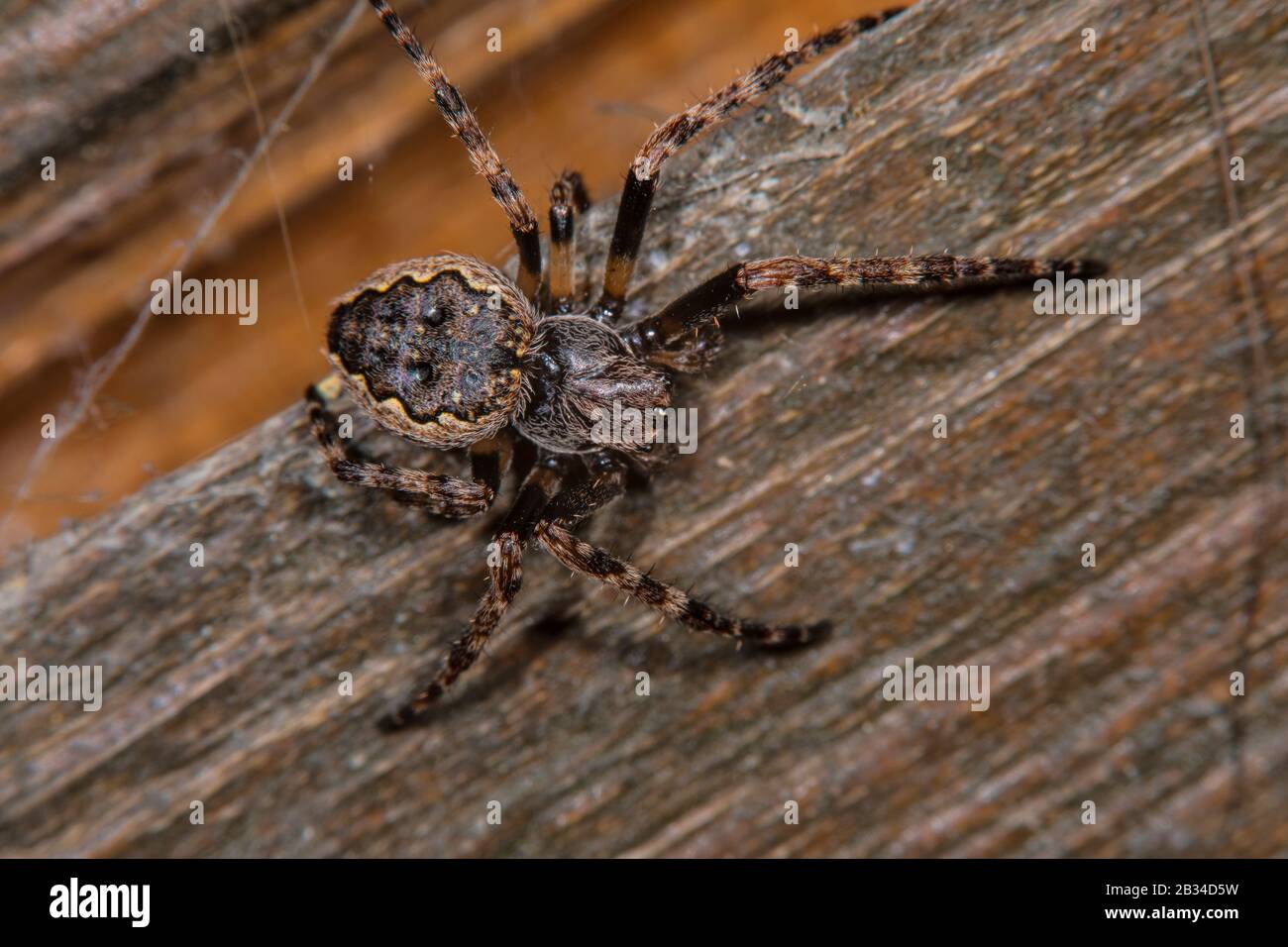 Crevice spider, Walnut Orb-Weaver Spider, Walnut orb weaver spider ...