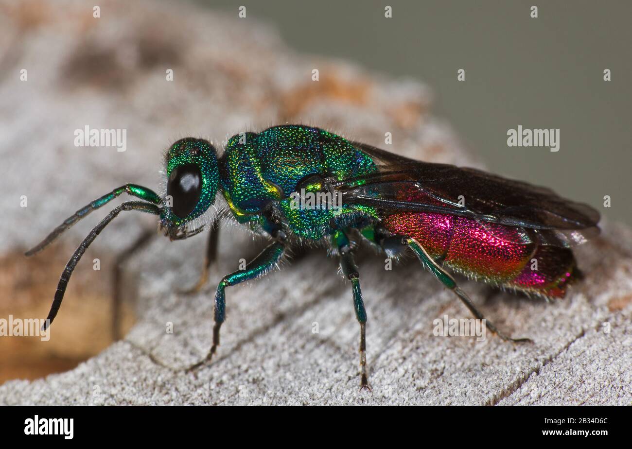 common gold wasp, ruby-tail, ruby-tailed wasp (Chrysis ignita, Chrysis ...