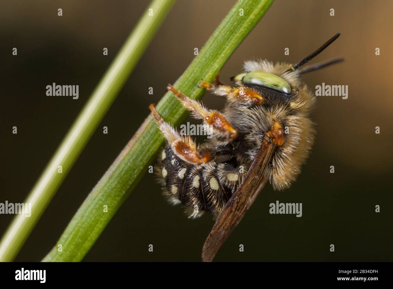 Leaf-cutter bee (Anthidium punctatum), at a grass, Germany Stock Photo ...