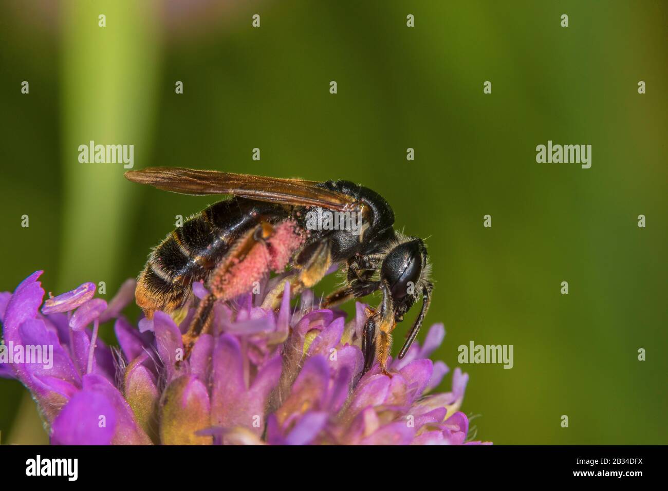 Large Scabious Mining Bee (Andrena hattorfiana), on Scabious, Knautia ...