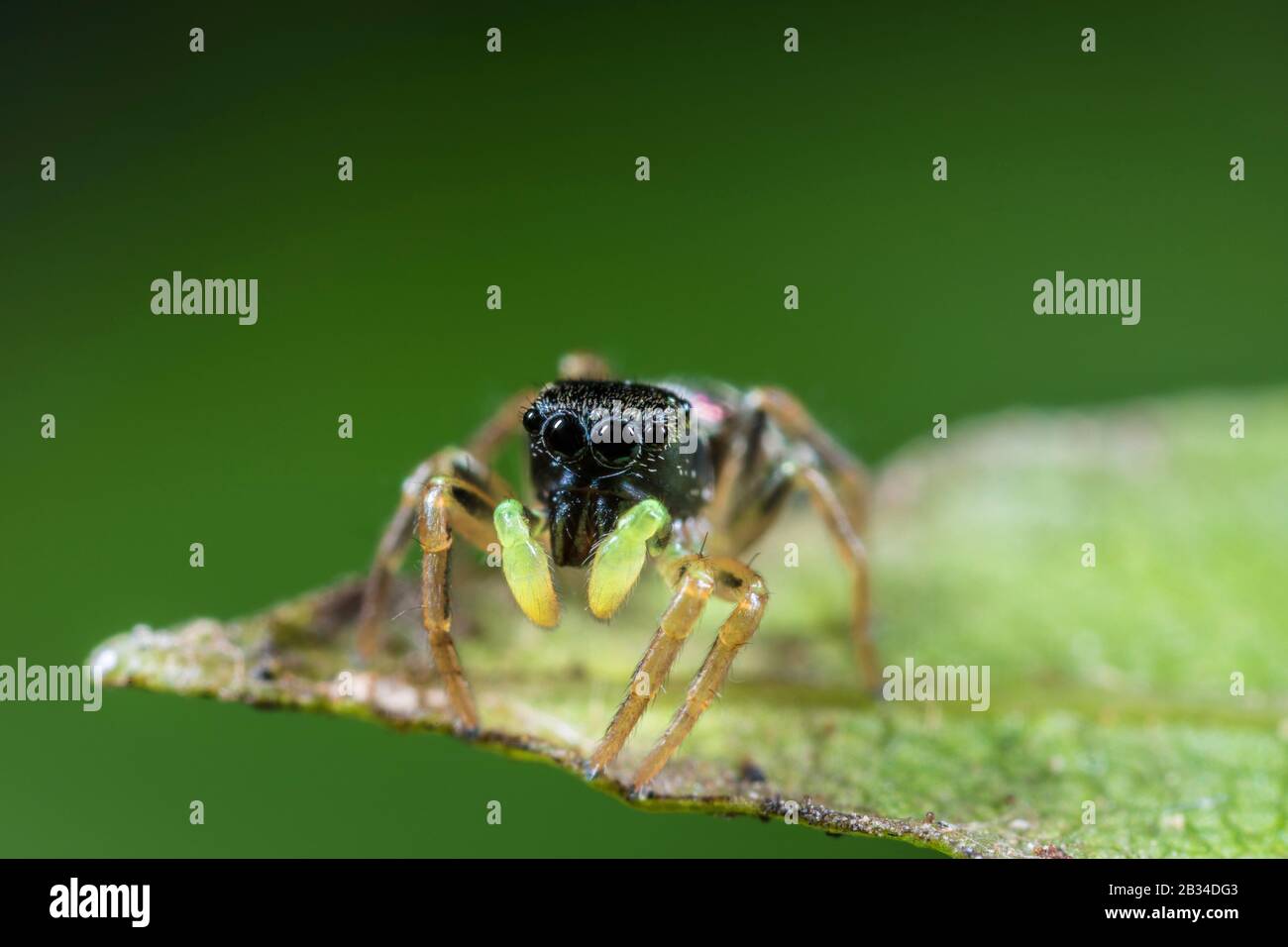 Jumping spider (Heliophanus cupreus), sitting on a leaf, front view ...