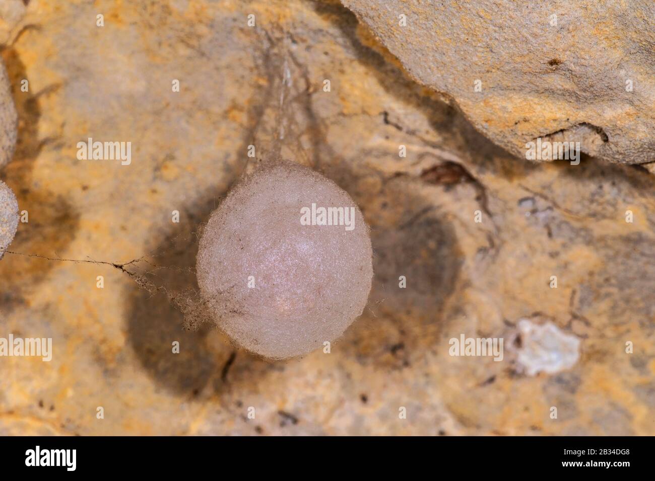 European cave spider, Orbweaving cave spider, Cave orbweaver, Cave ...