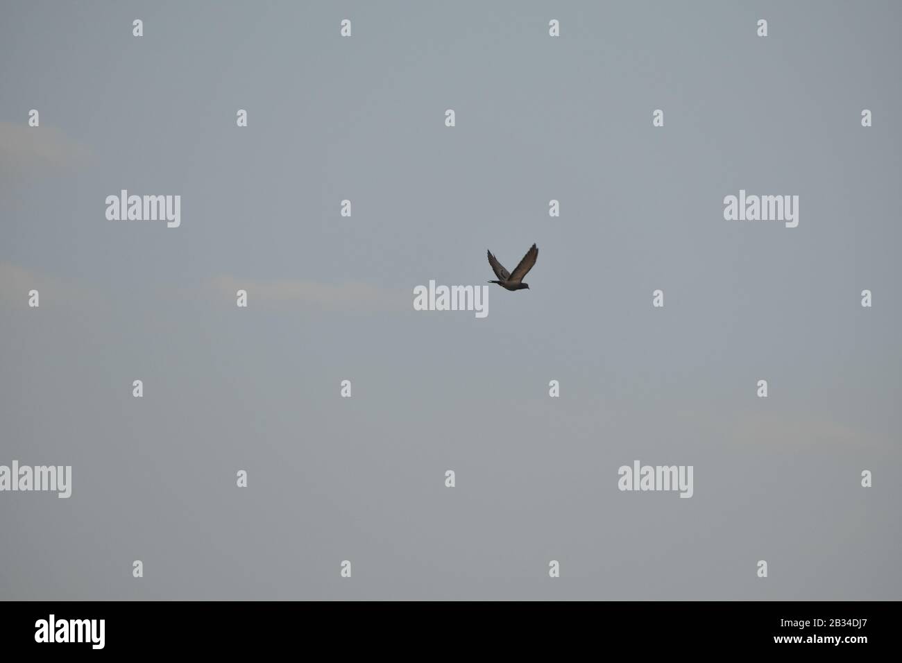 Birds flying through the fog hi-res stock photography and images - Alamy