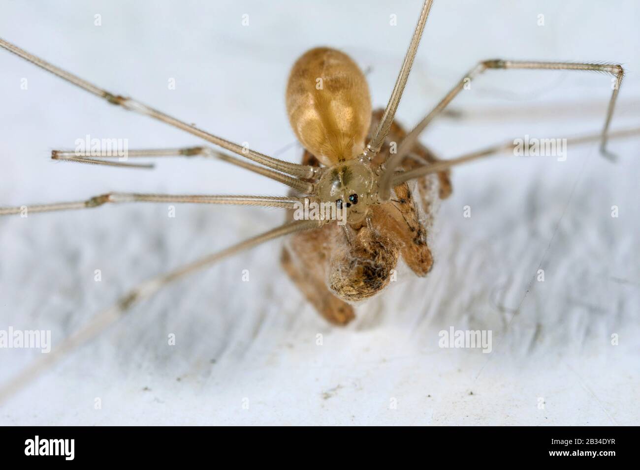 Long body cellar spider overview - volfrider