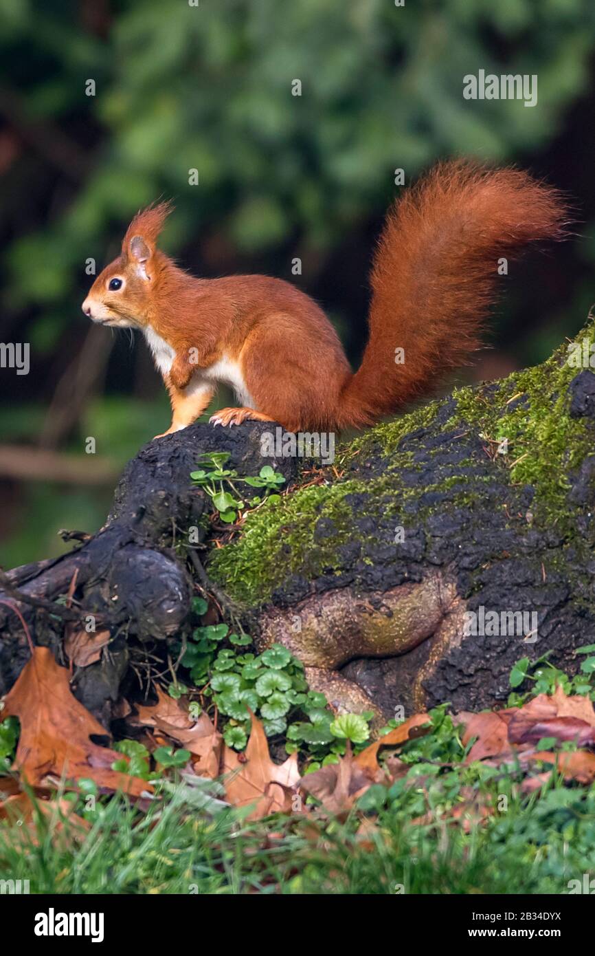 Fallen down tree hi-res stock photography and images - Alamy