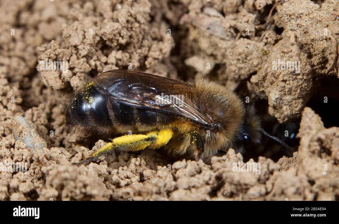 Colletes hi-res stock photography and images - Alamy