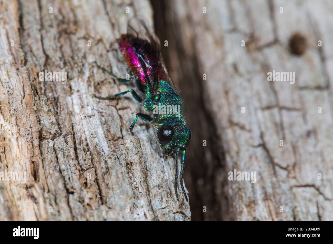 common gold wasp, ruby-tail, ruby-tailed wasp (Chrysis ignita, Chrysis ...