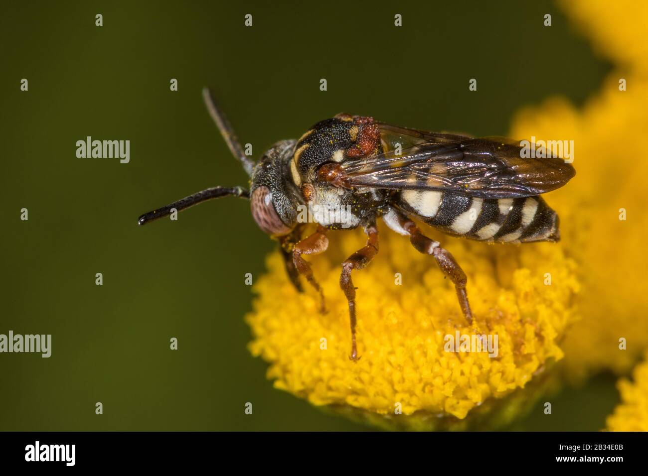 Black thighed epeolus epeolus variegatus hi-res stock photography and ...