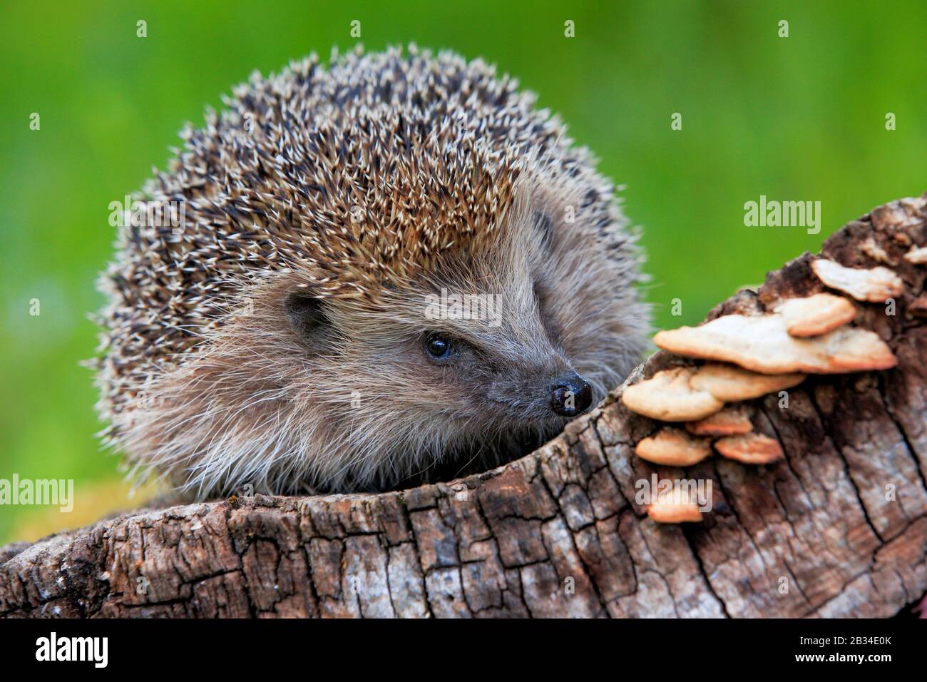Mammals western european hedgehog insectivores animals wildlife hi-res ...