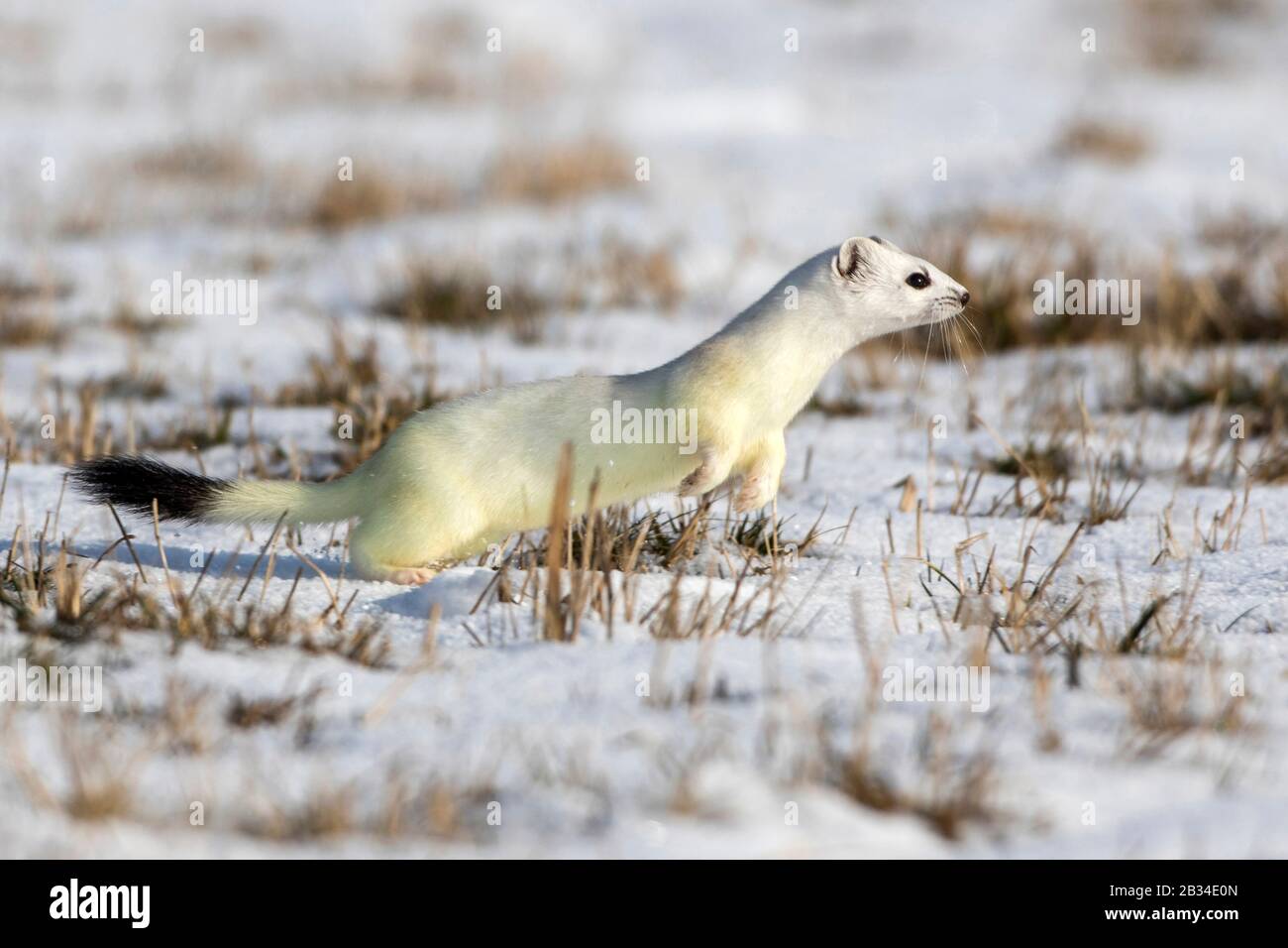 Ermine, Stoat, Short-tailed weasel (Mustela erminea), running in winter ...