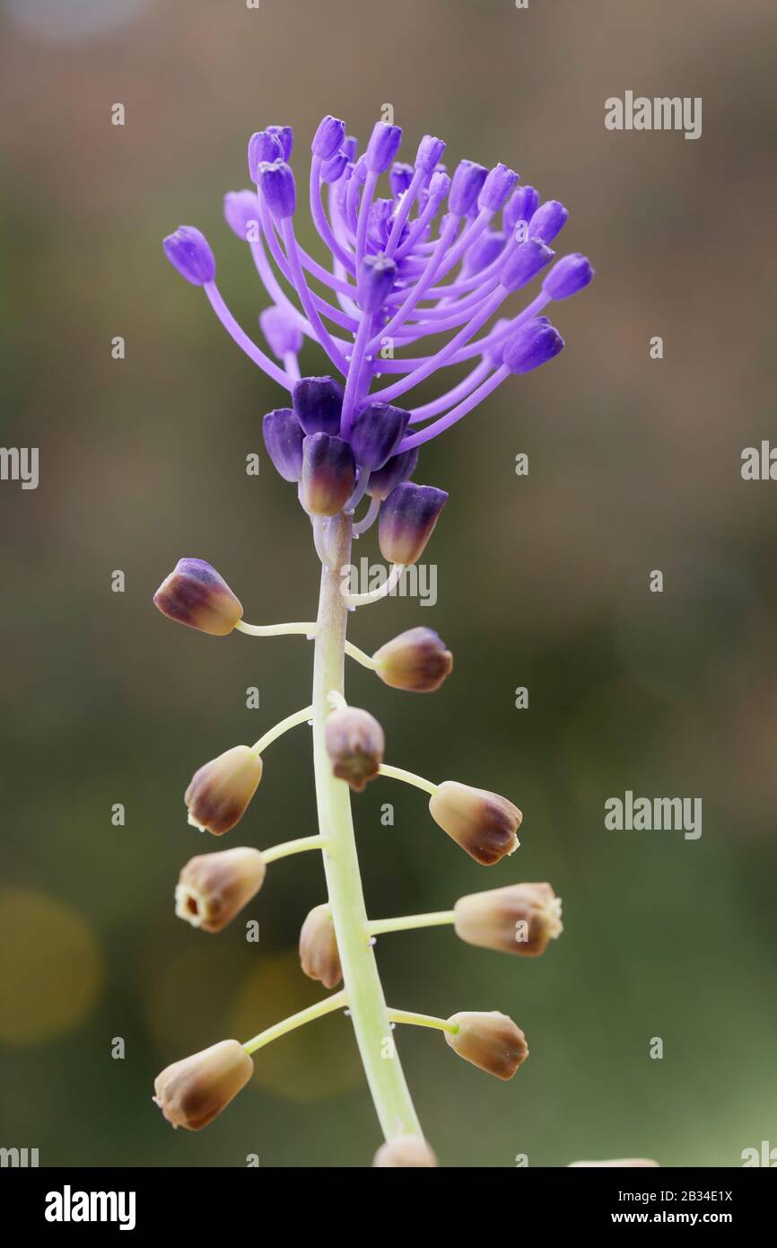 Feather hyacinth (Muscari comosum, Leopoldia comosa, Hyacinthus comosus ...