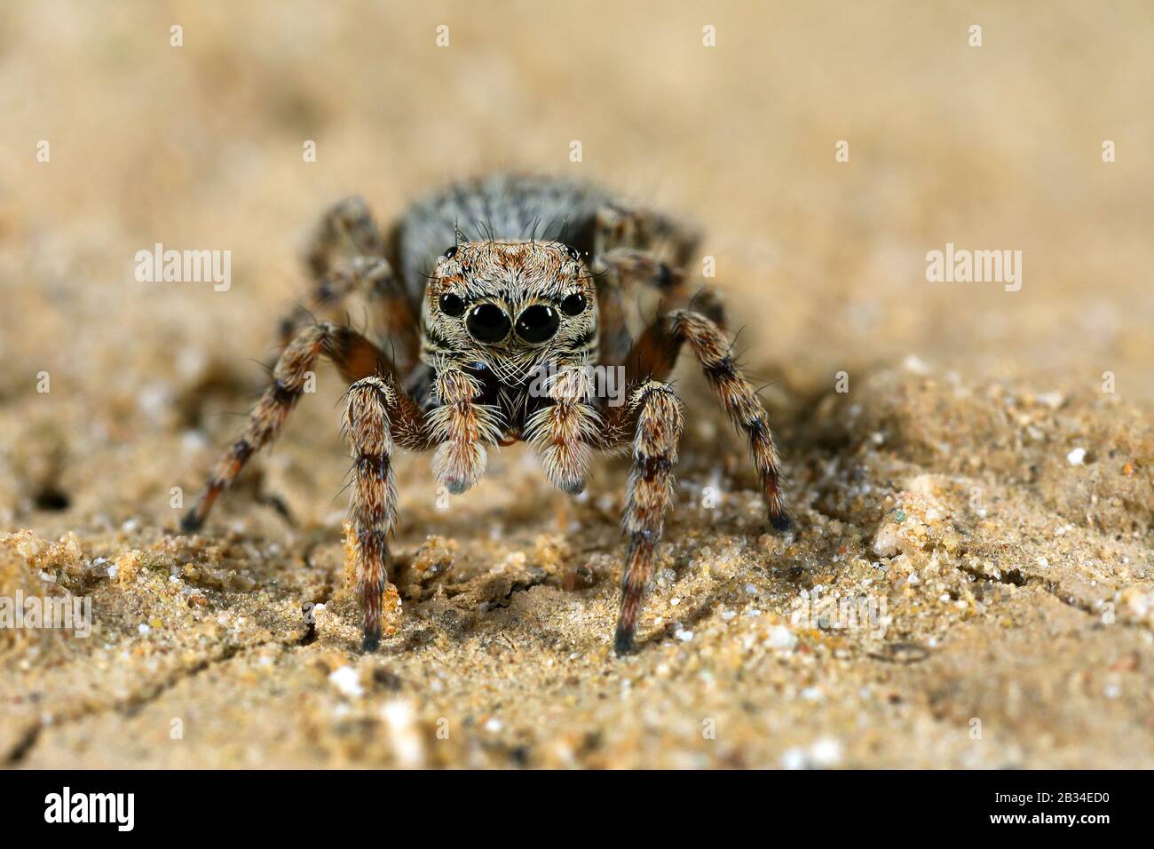 Jumping spider (Sitticus pubescens, Hypositticus pubescens), front view ...