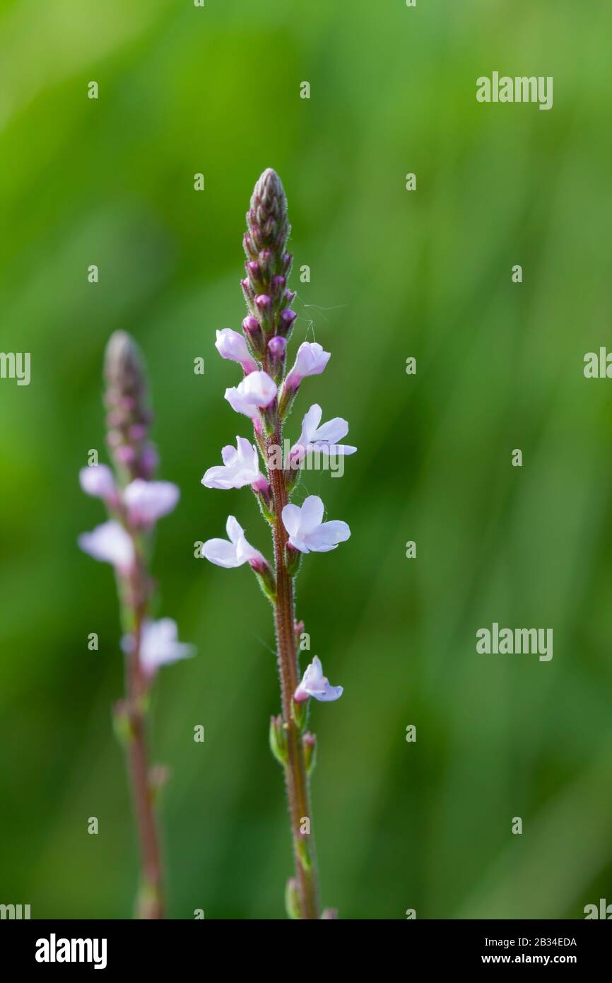 European vervain, Turkey Grass, Simpler's Joy (Verbena officinalis ...