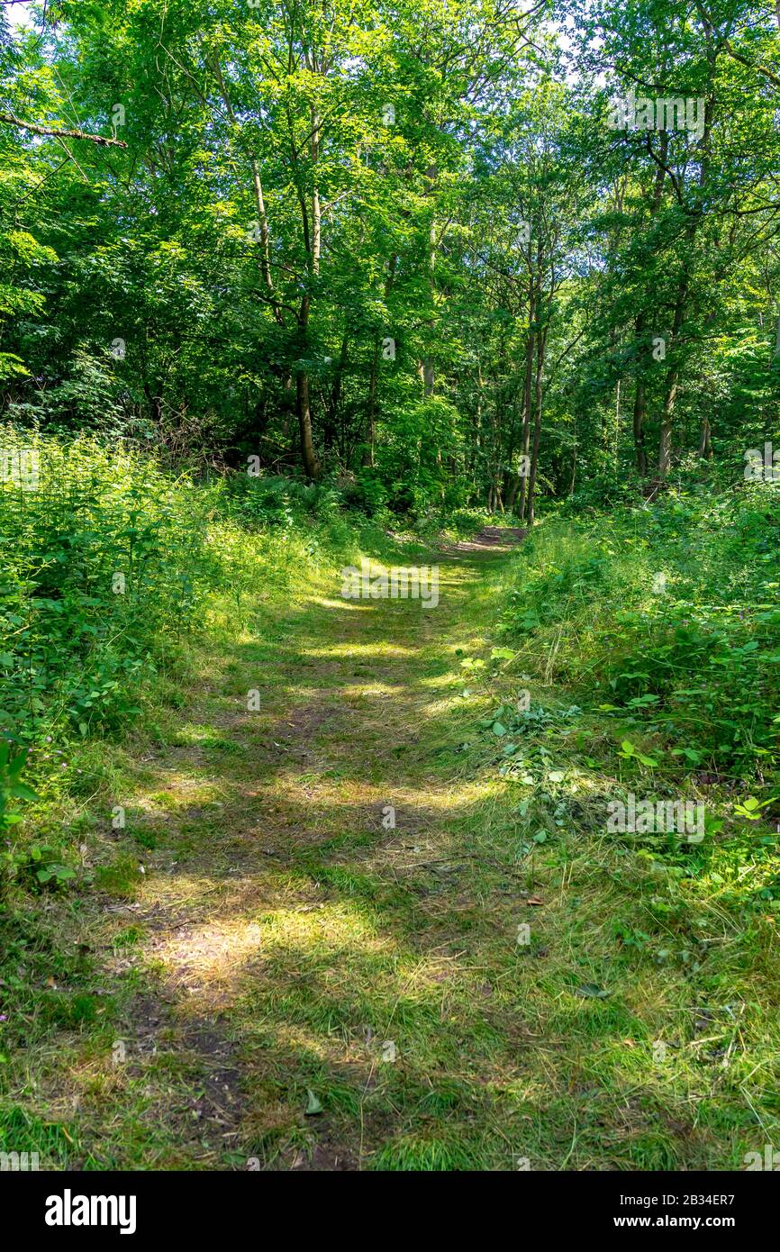 Hiking path through a meadow to the forest Stock Photo - Alamy