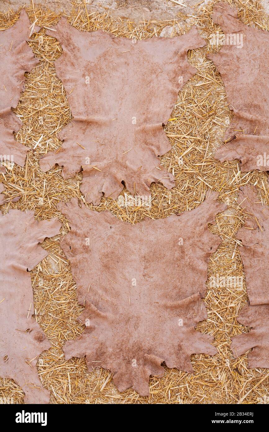 Animal skins drying at the Tannery in Fes, Morocco, North Africa Stock ...