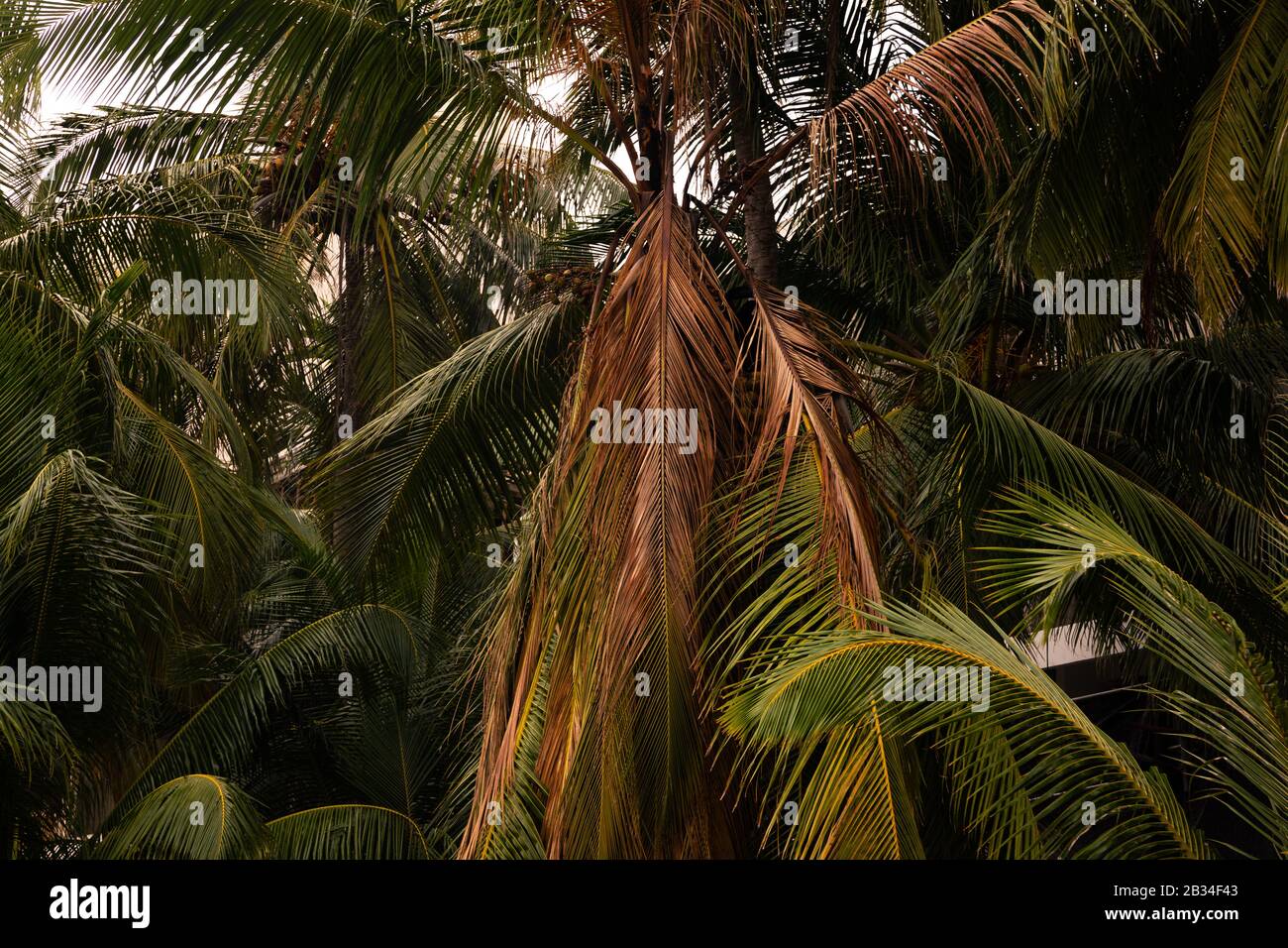 Palm trees with coconuts in Maafushi island, Maldives Stock Photo - Alamy
