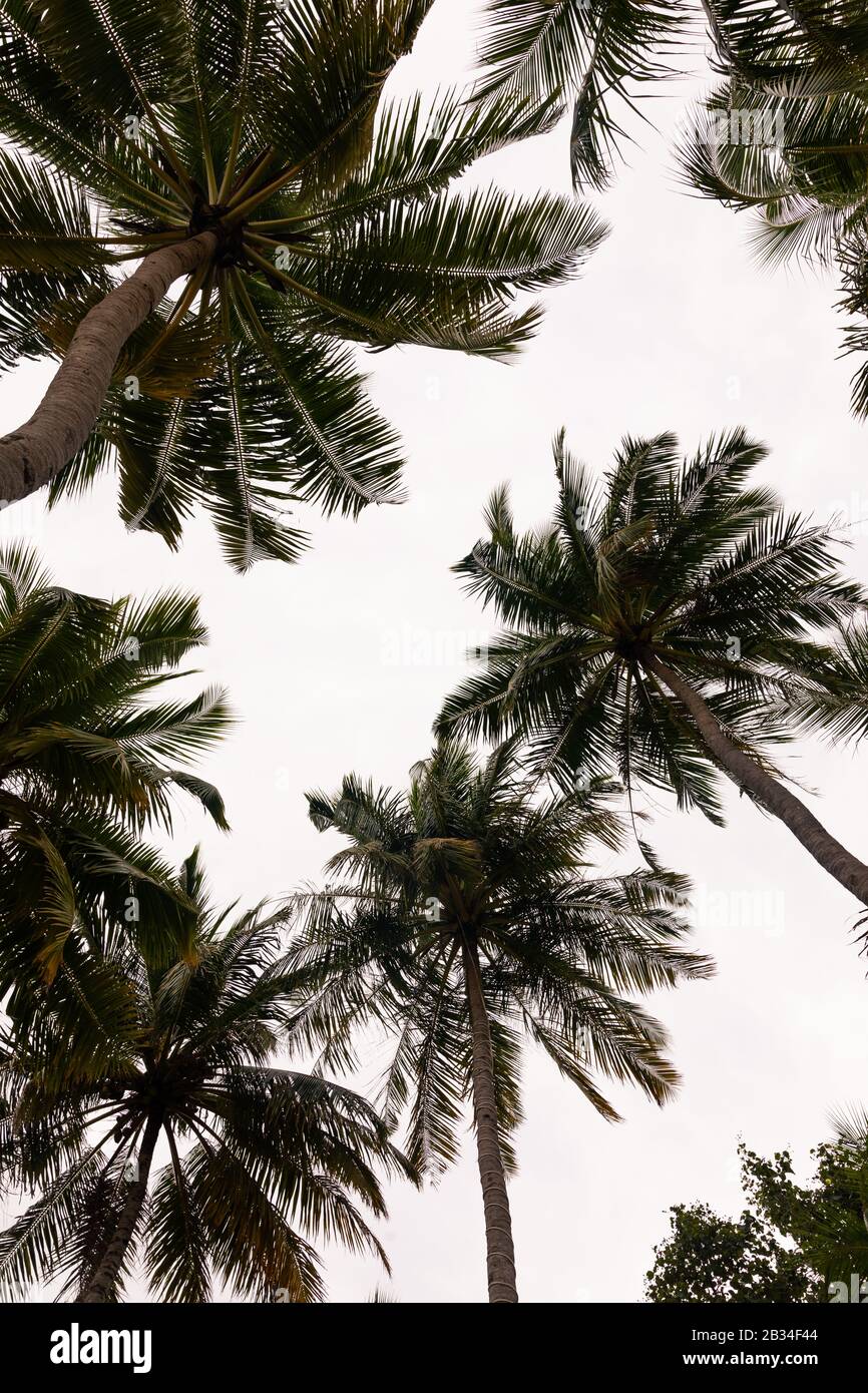 Palm trees with coconuts in Maafushi island, Maldives Stock Photo - Alamy