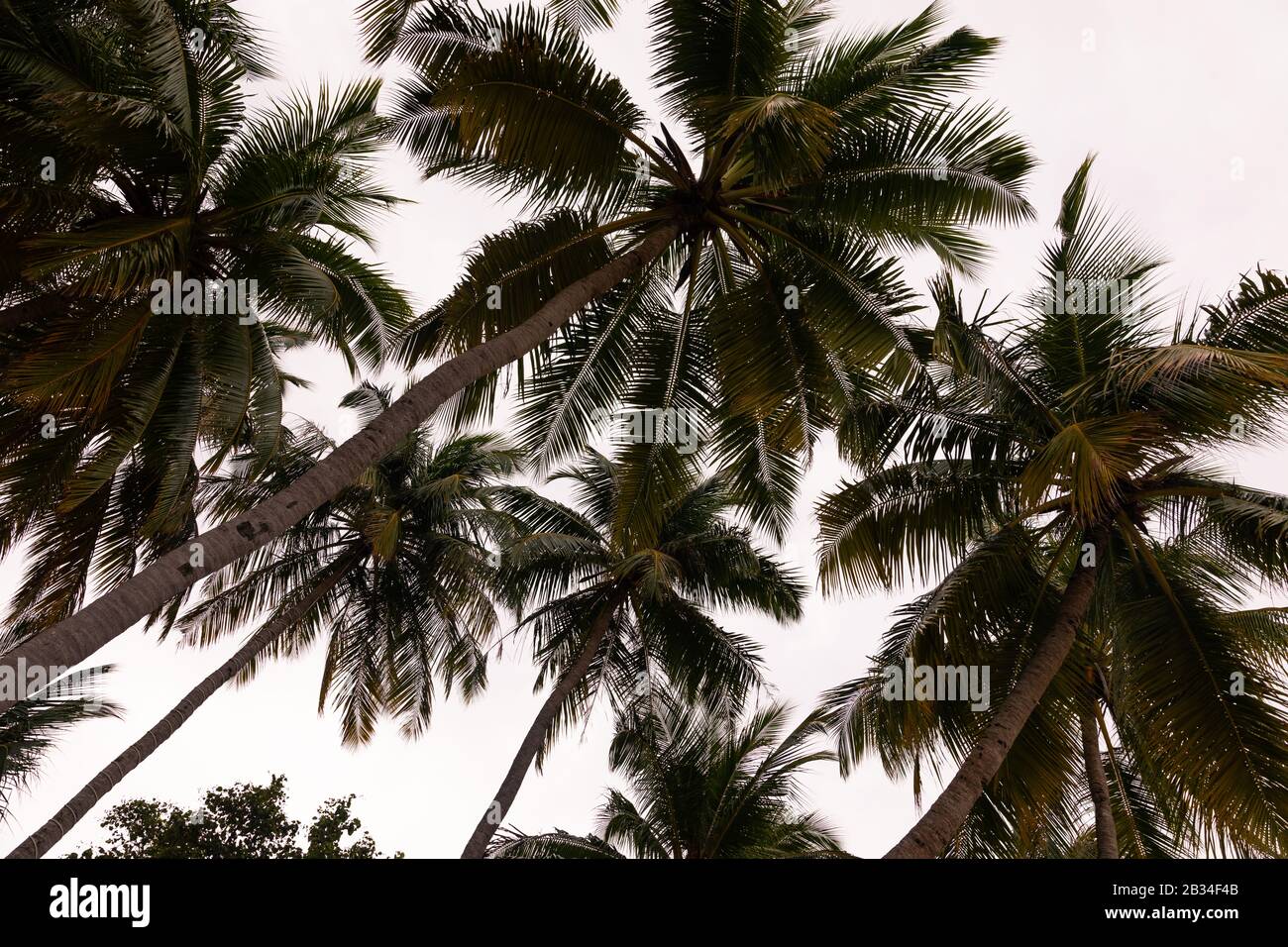 Palm trees with coconuts in Maafushi island, Maldives Stock Photo - Alamy