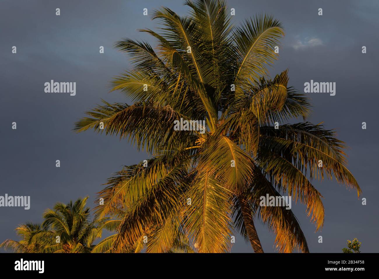 Palm trees with coconuts in Maafushi island, Maldives Stock Photo - Alamy