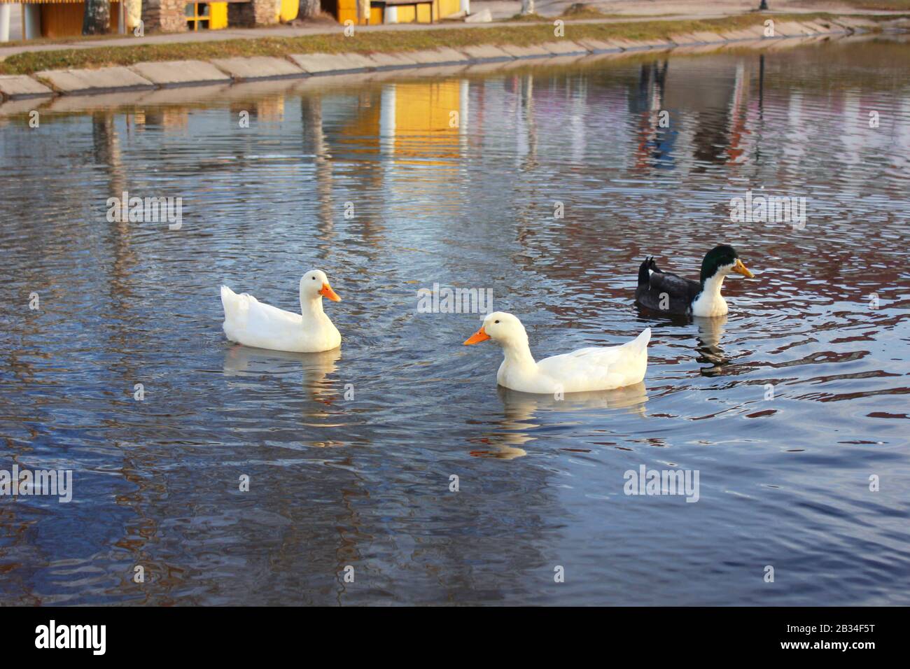 Swim in a pond hi-res stock photography and images - Alamy