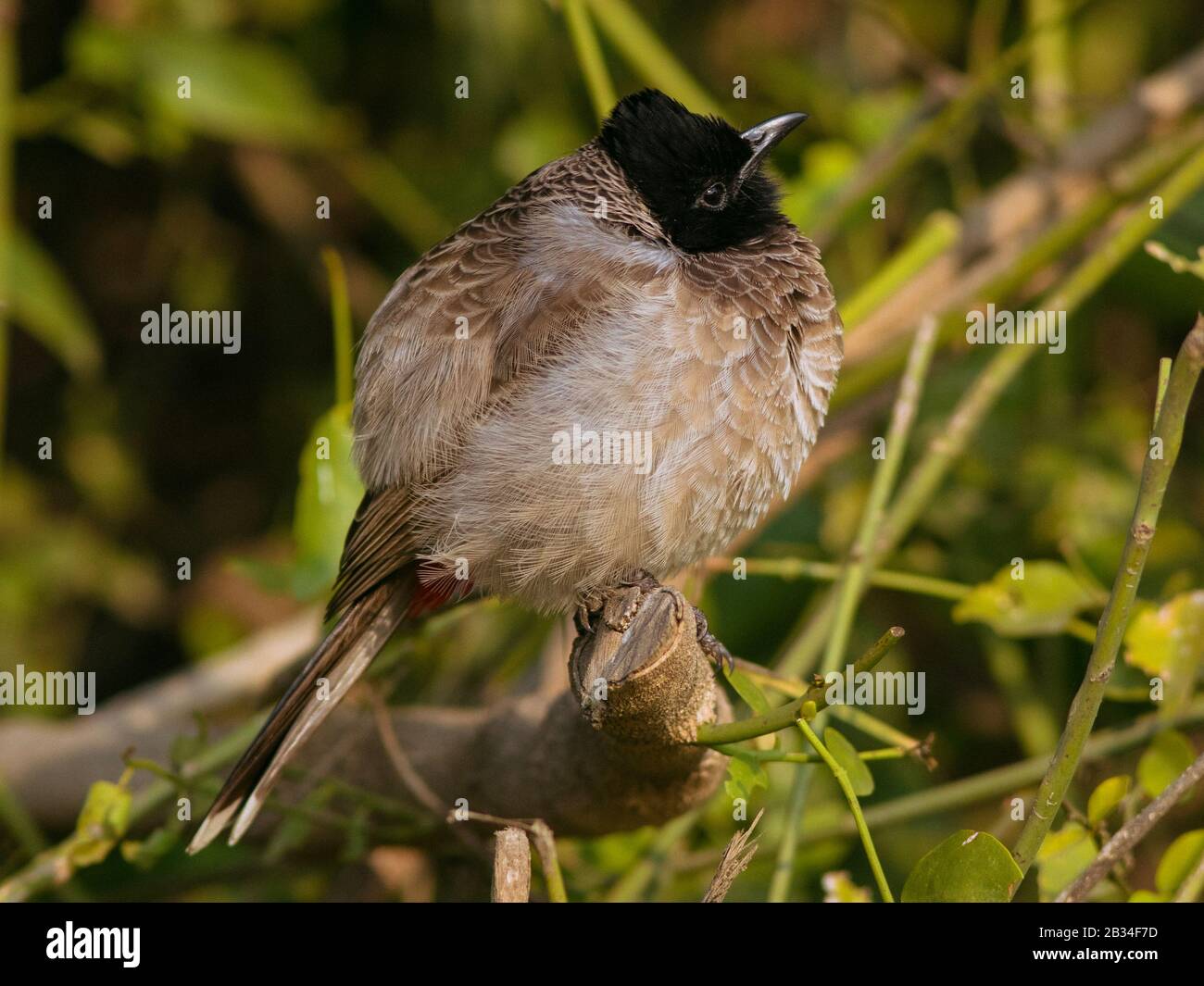 Black bulbul india hi-res stock photography and images - Alamy