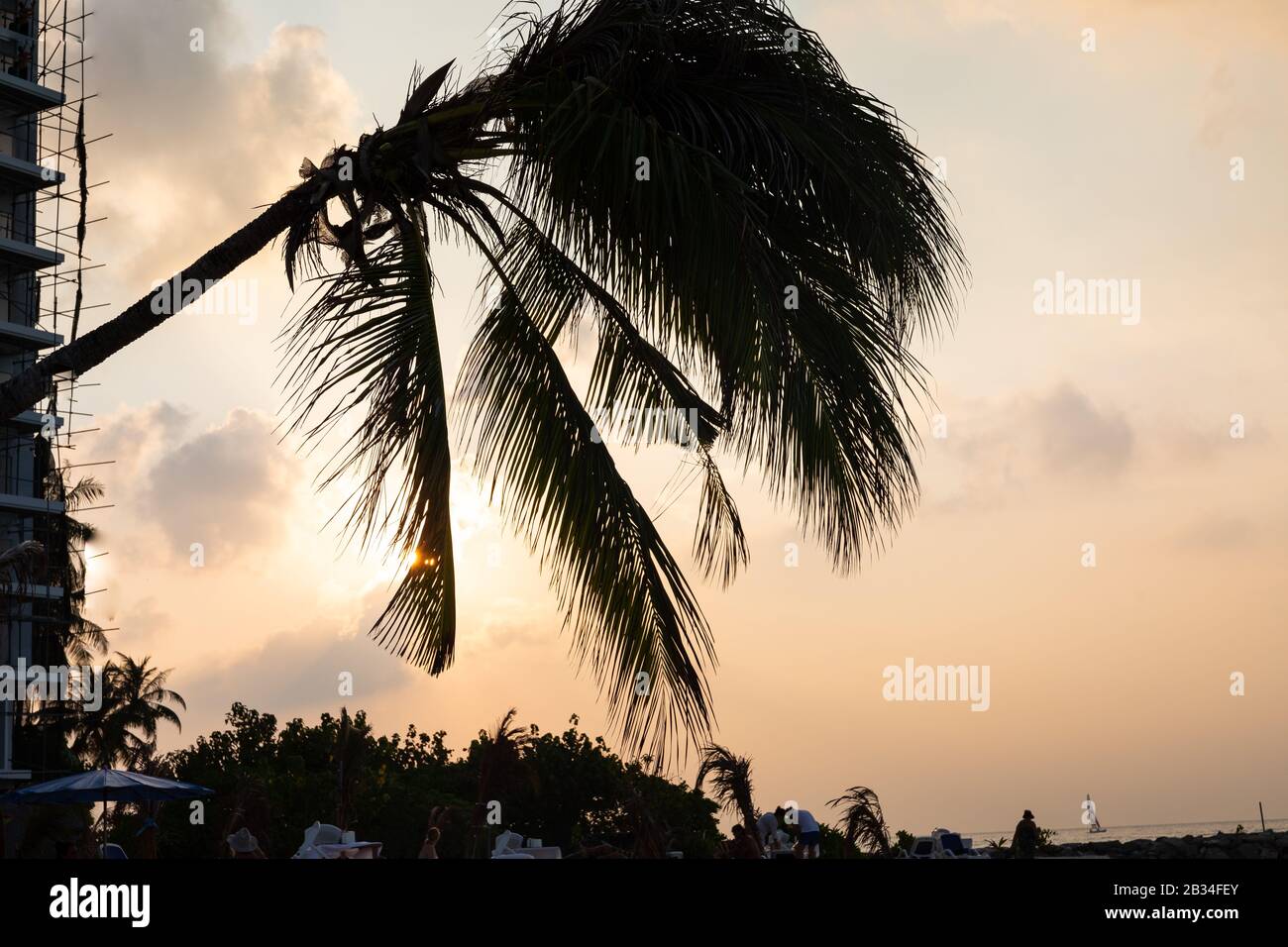 Palm trees with coconuts in Maafushi island, Maldives Stock Photo - Alamy