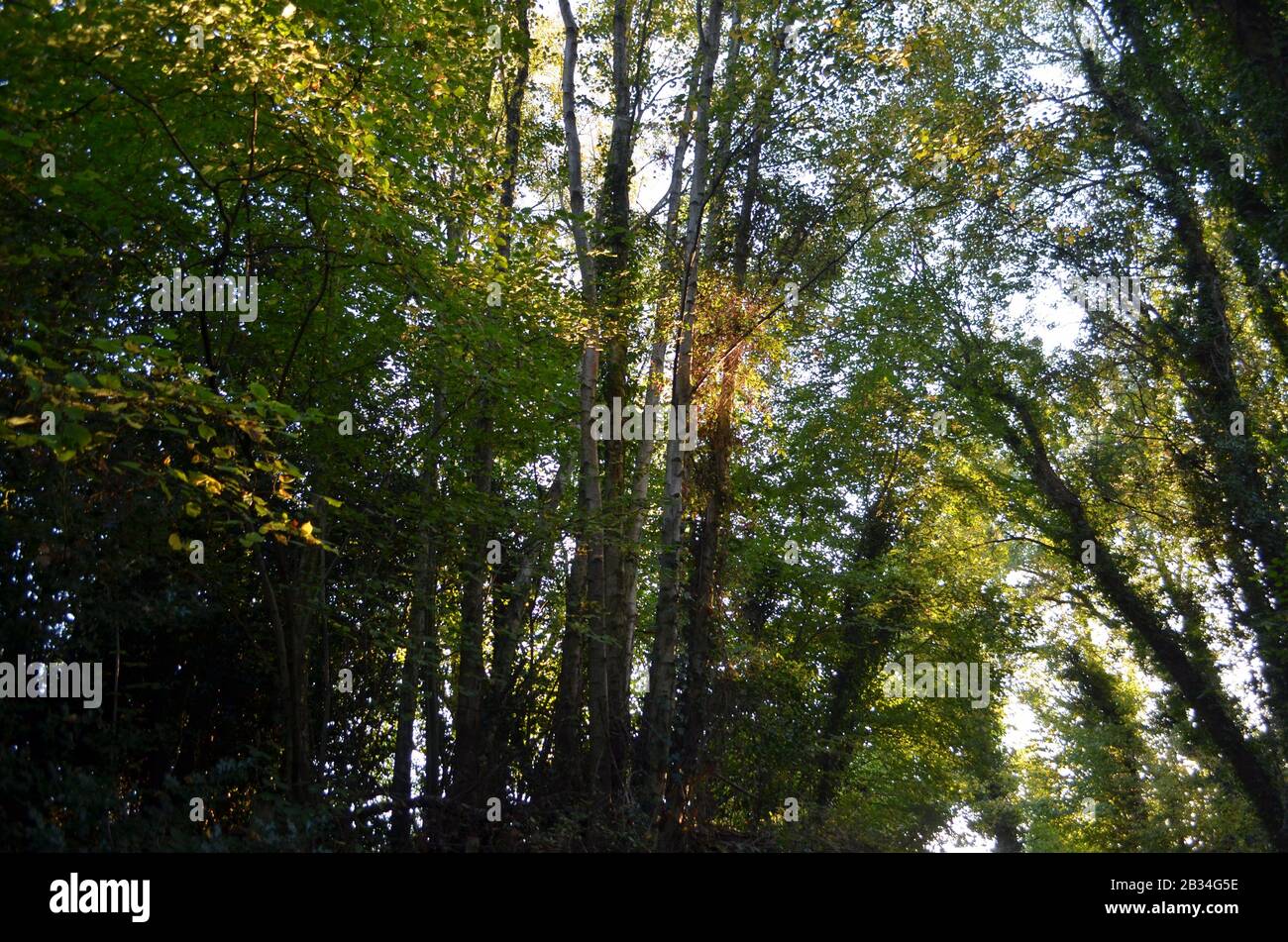 Low angle shot of trees in the forest with a ray of sunlight Stock ...