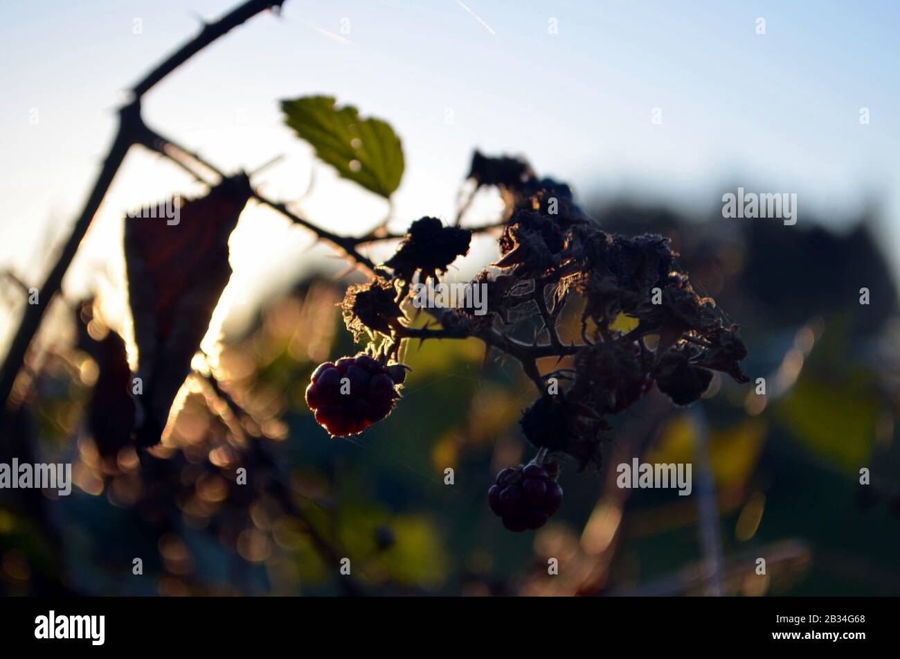 Silhouette of a berry plant with beautiful scenery of sunset in a ...
