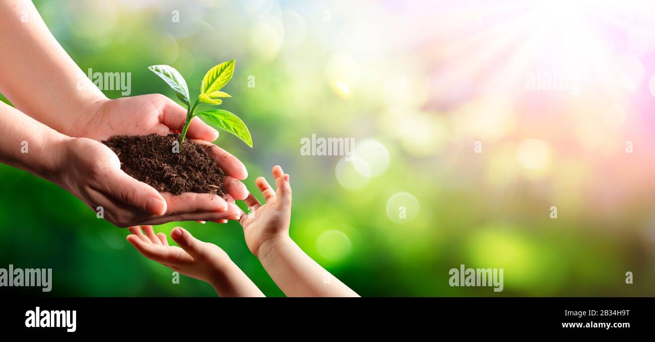 Old Woman Giving Young Plant To A Child Environmental Protection For ...