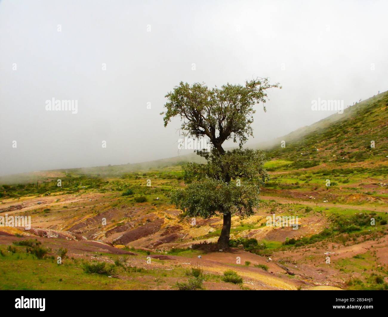 Beautiful scenery of a lone tree in the middle of an empty field under ...