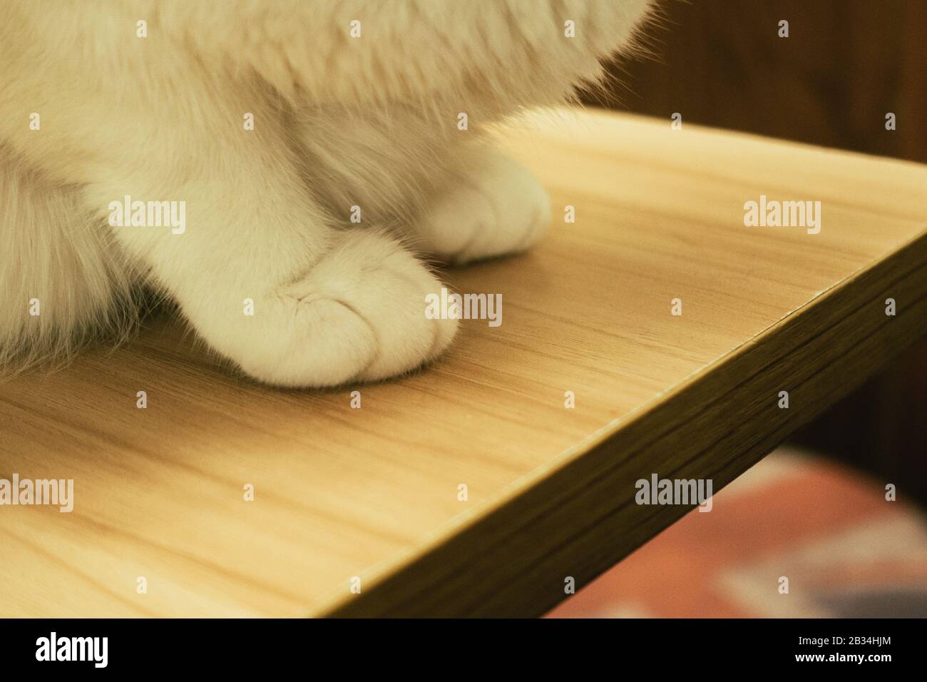 Closeup shot of a cute fluffy kitten's paws sitting on a table with a ...