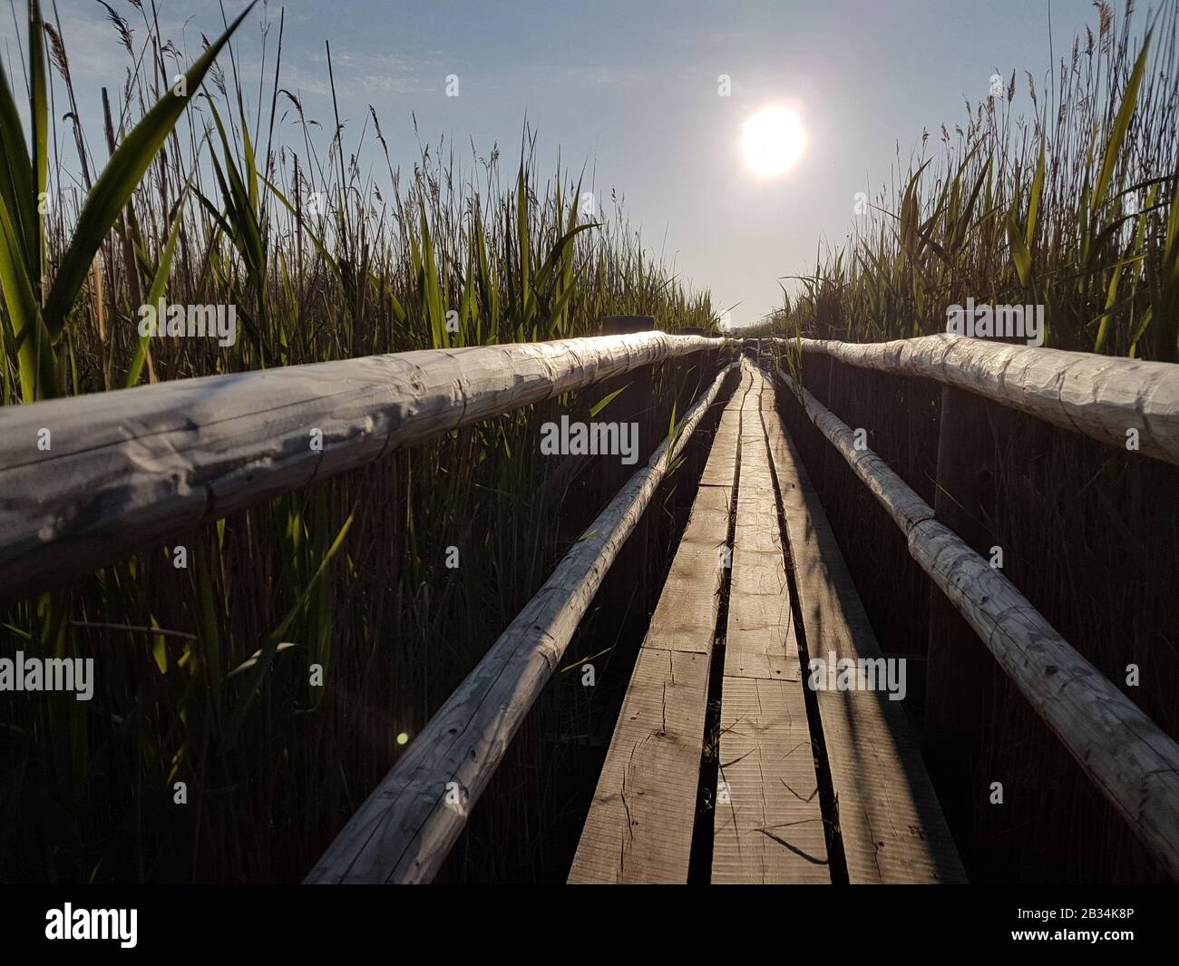 Small path with wooden railing surrounded by plants and the sun shining ...