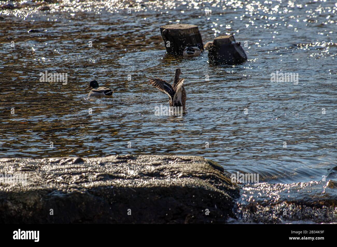 Mallard ducks in small river Stock Photo - Alamy