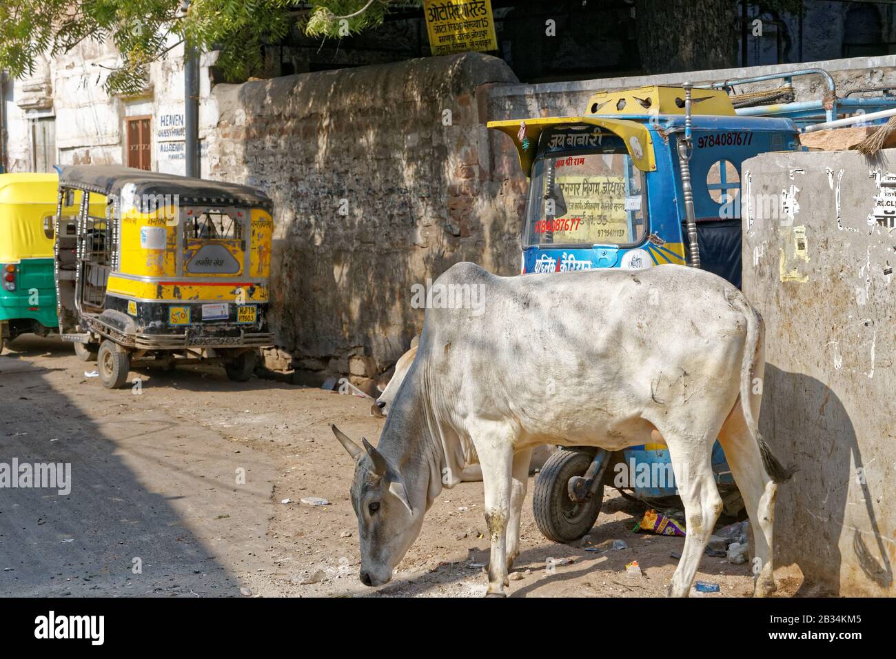 Jodhpur, Rajasthan, india. 19th Jan, 2014. Cow on the streets of ... Jodhpur, Rajasthan, india. 19th Jan, 2014. Cow on the streets of ...