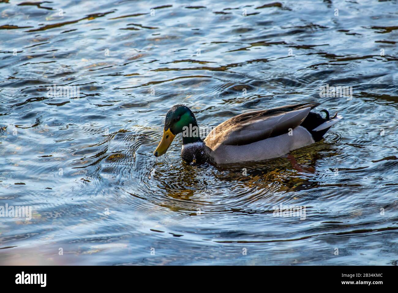 Adult Male Duck In River Stock Photo - Alamy