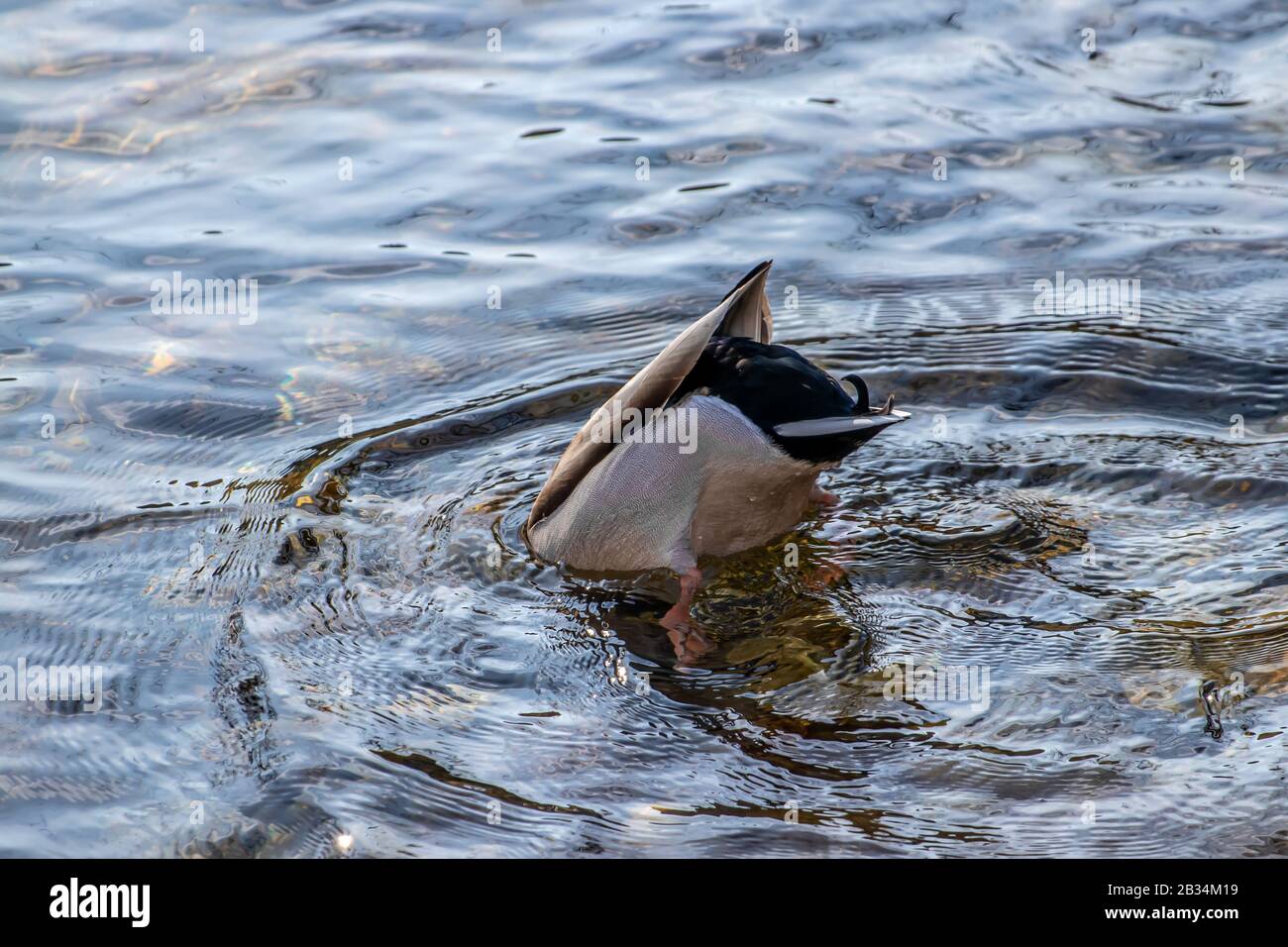 Duck diving in a river Stock Photo - Alamy