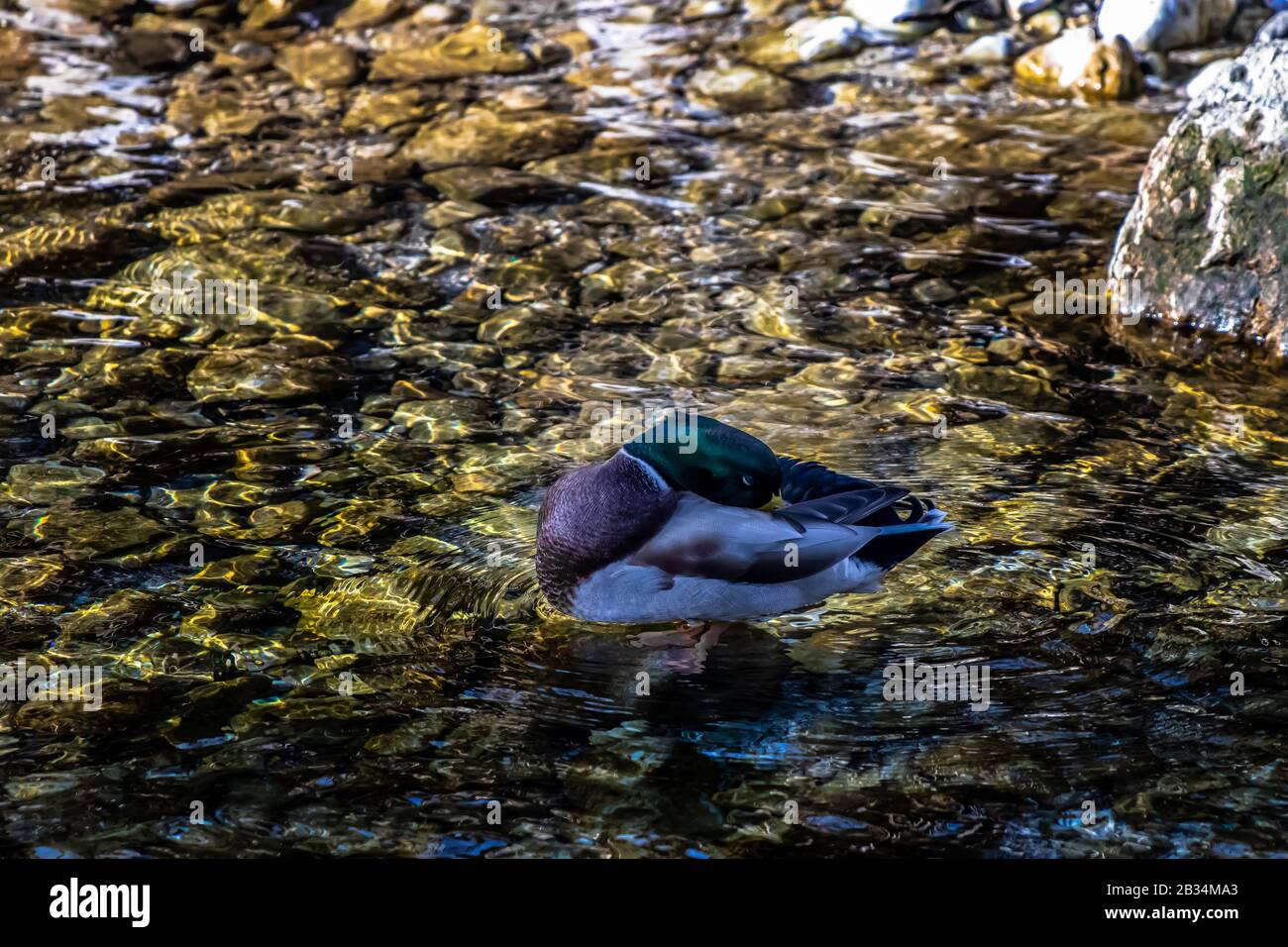 Duck in a shallow river stream Stock Photo - Alamy