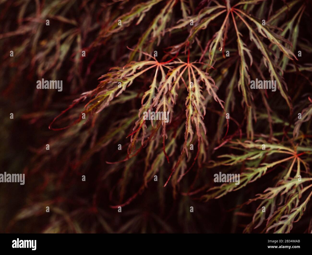 Weeping maple tree hi-res stock photography and images - Alamy