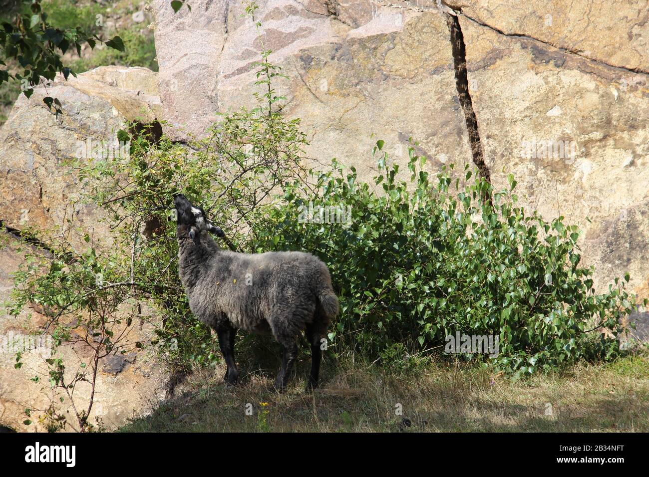 Black goat eating from a bush beside a cliff in Sandvig, Bornholm Stock ...