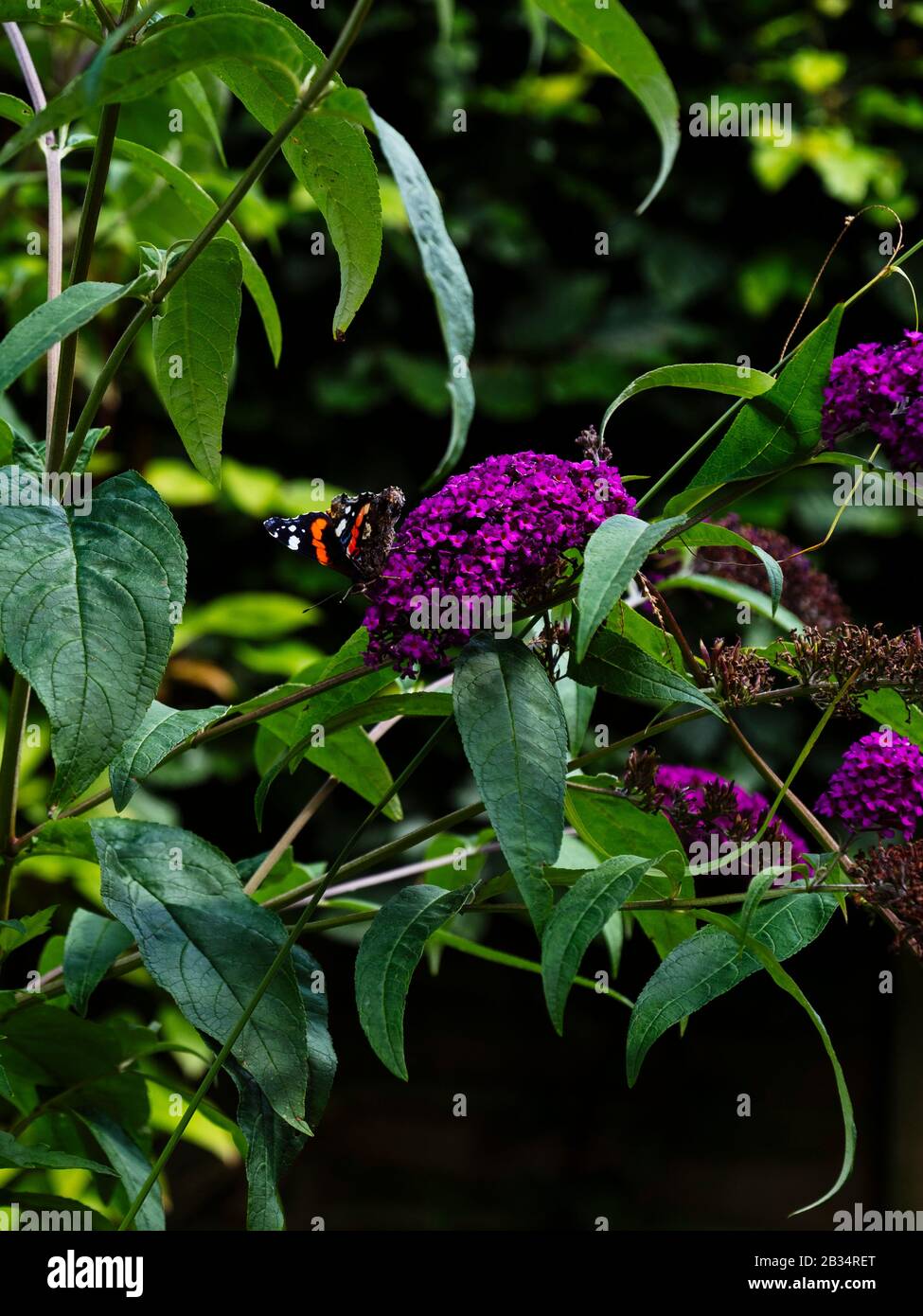 Red Admiral (Vanessa Atlanta) butterfly on purple flowers of buddleja ...