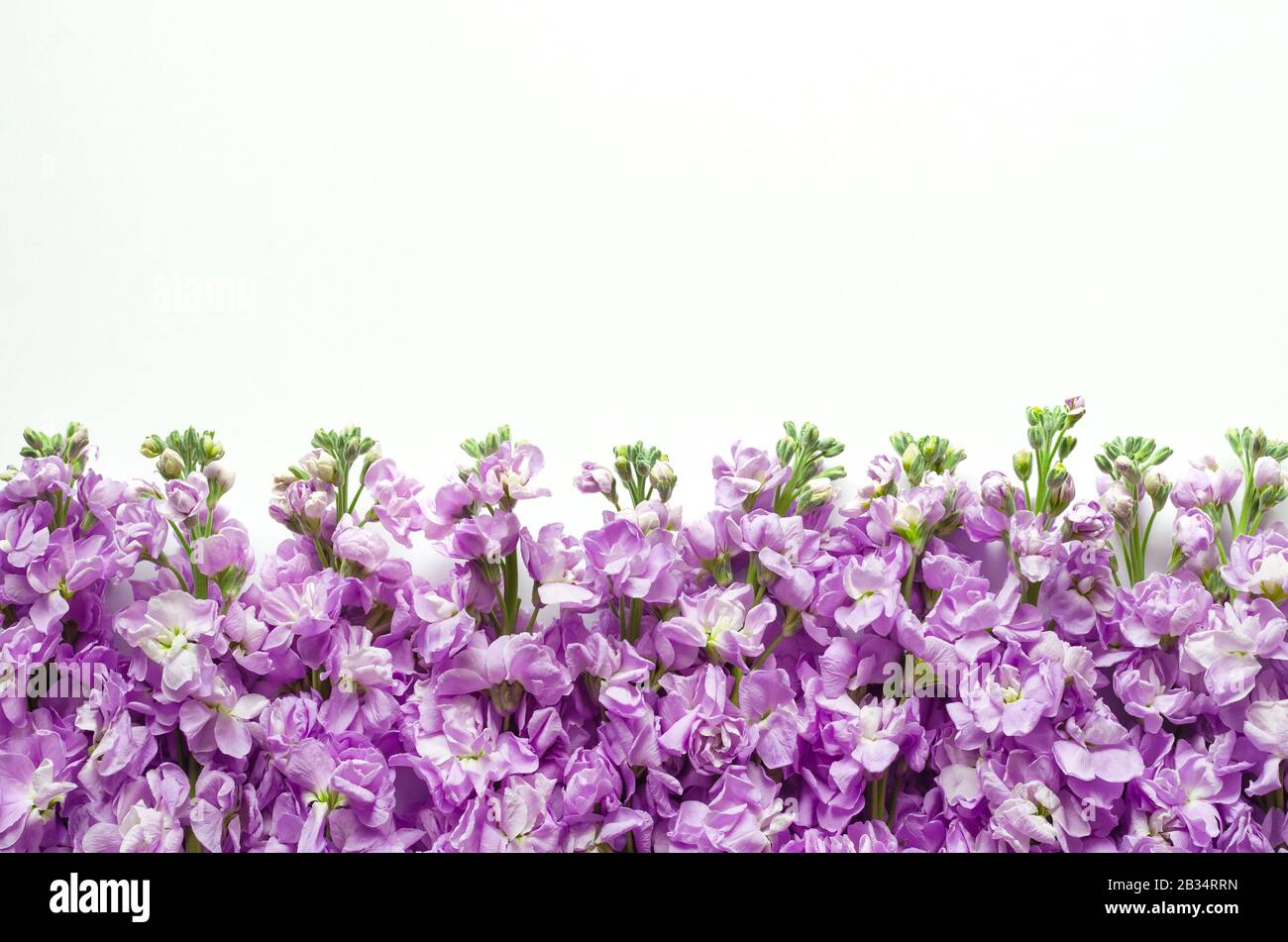 Flat lay of Purple color Matthiola Incana flowers put on white ...