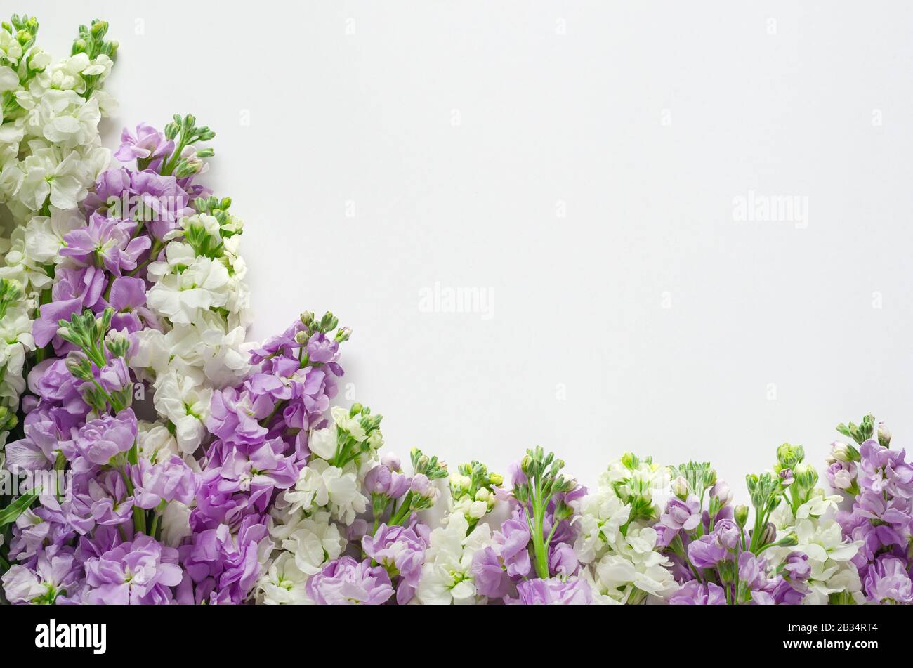 Flat lay of Purple and white color Matthiola Incana flowers put on ...
