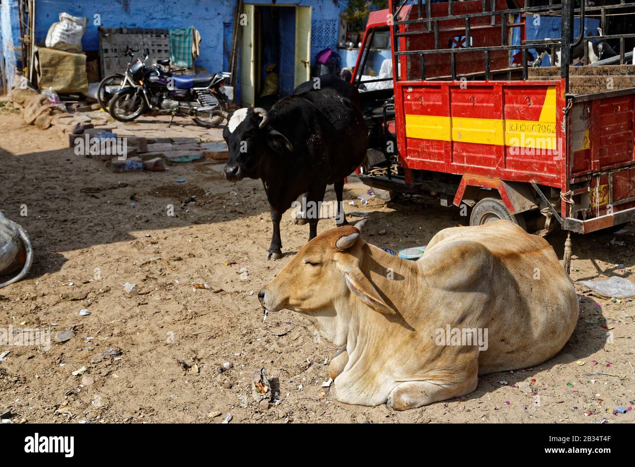 Jodhpur, Rajasthan, india. 19th Jan, 2014. Cow on the streets of ...