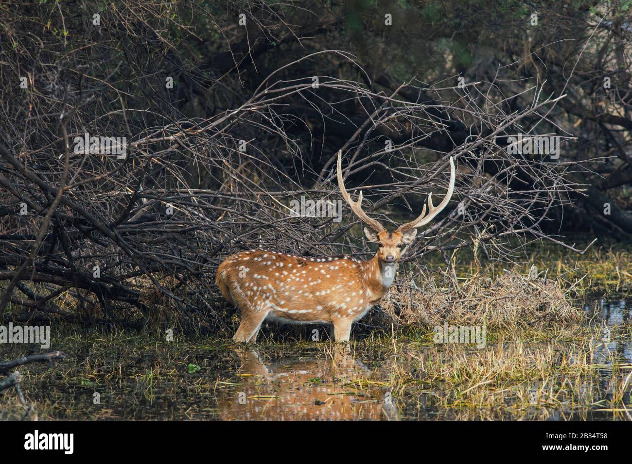 Spotted deer in its natural habitat Stock Photo - Alamy