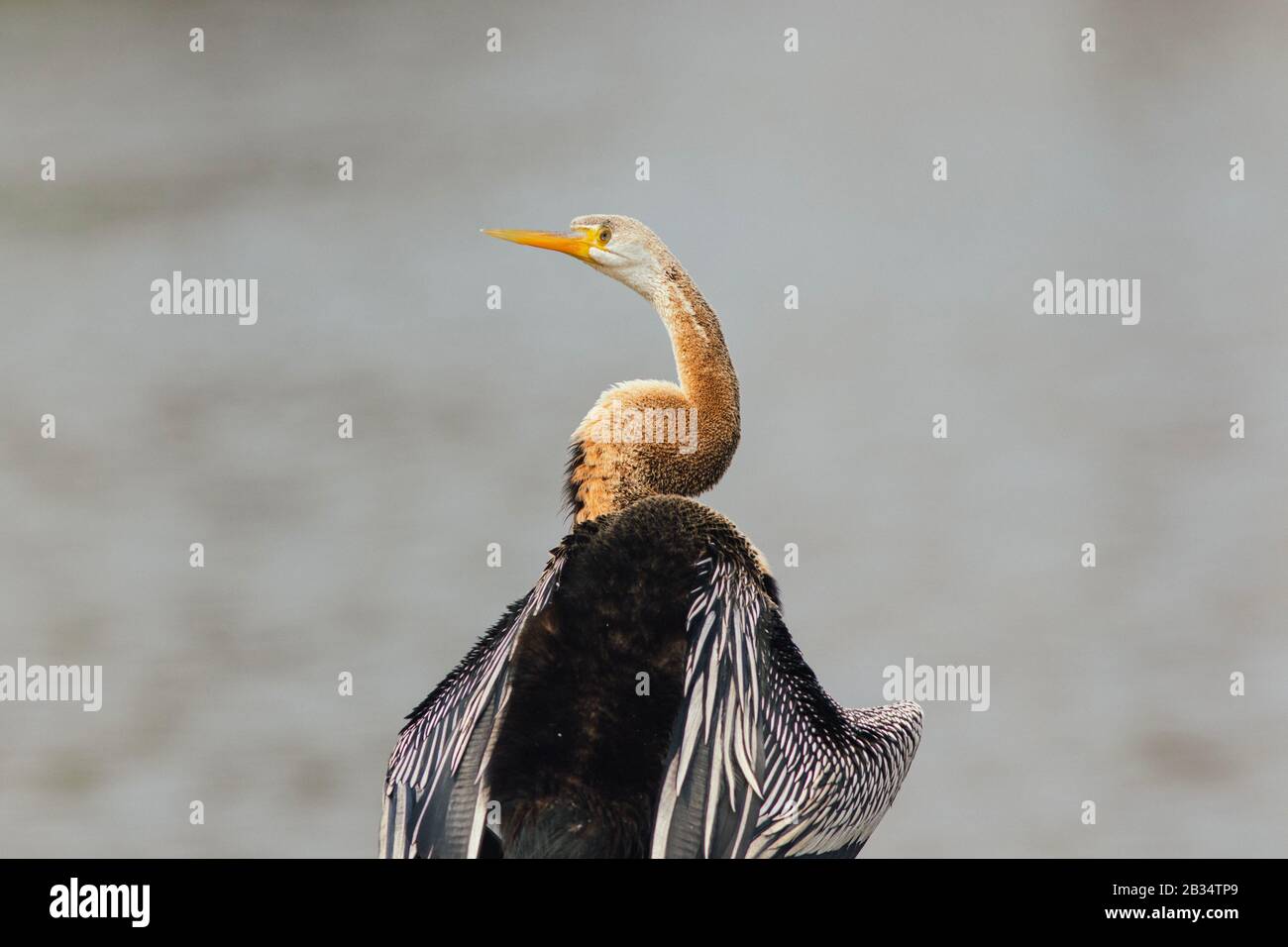 Indian darter hi-res stock photography and images - Alamy