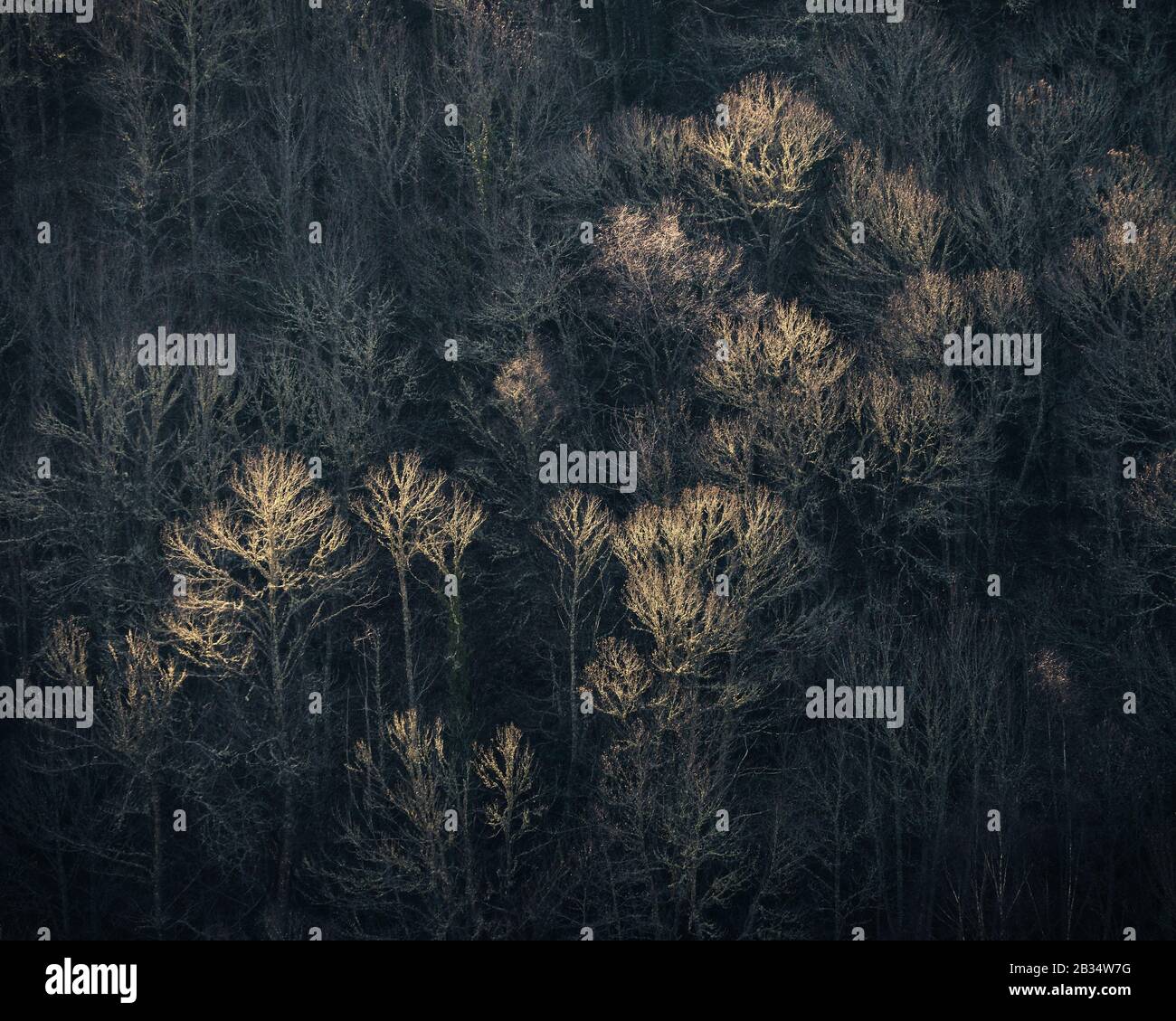 Weak branch hi-res stock photography and images - Alamy