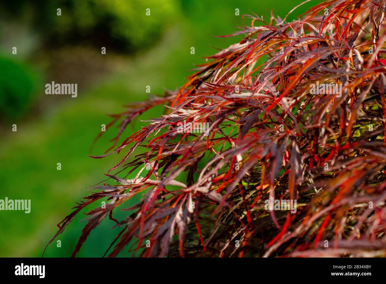 Close up of cascading burgundy red foliage on Acer palmatum dissectum ...